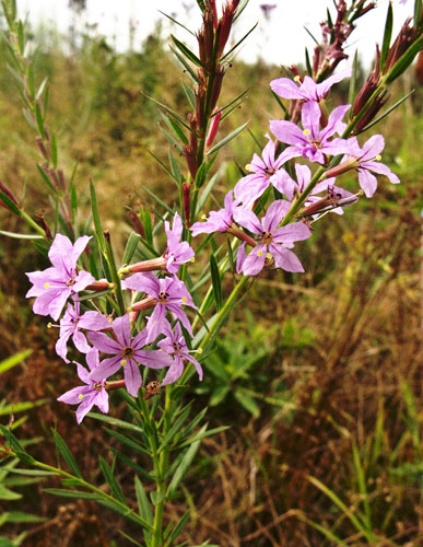 Lythrum alatum